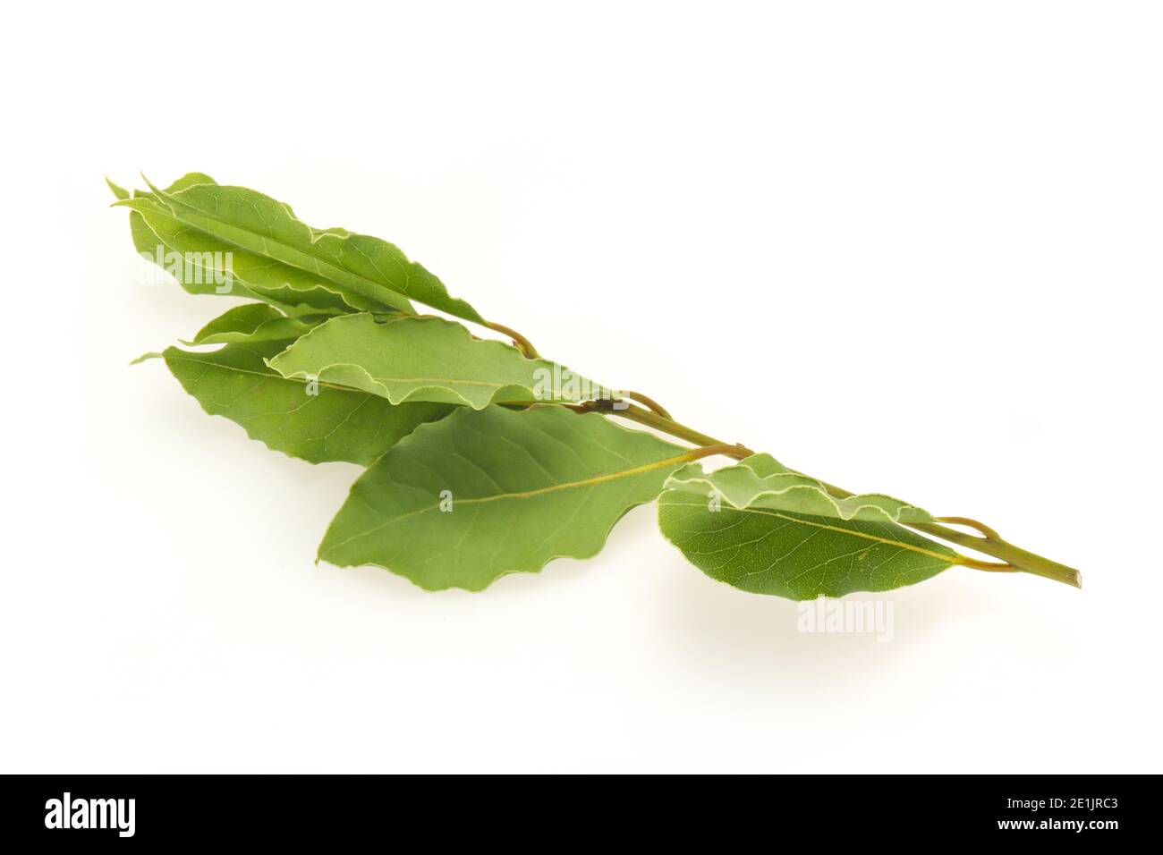 Green laurel leaves on the branch - for cooking Stock Photo - Alamy