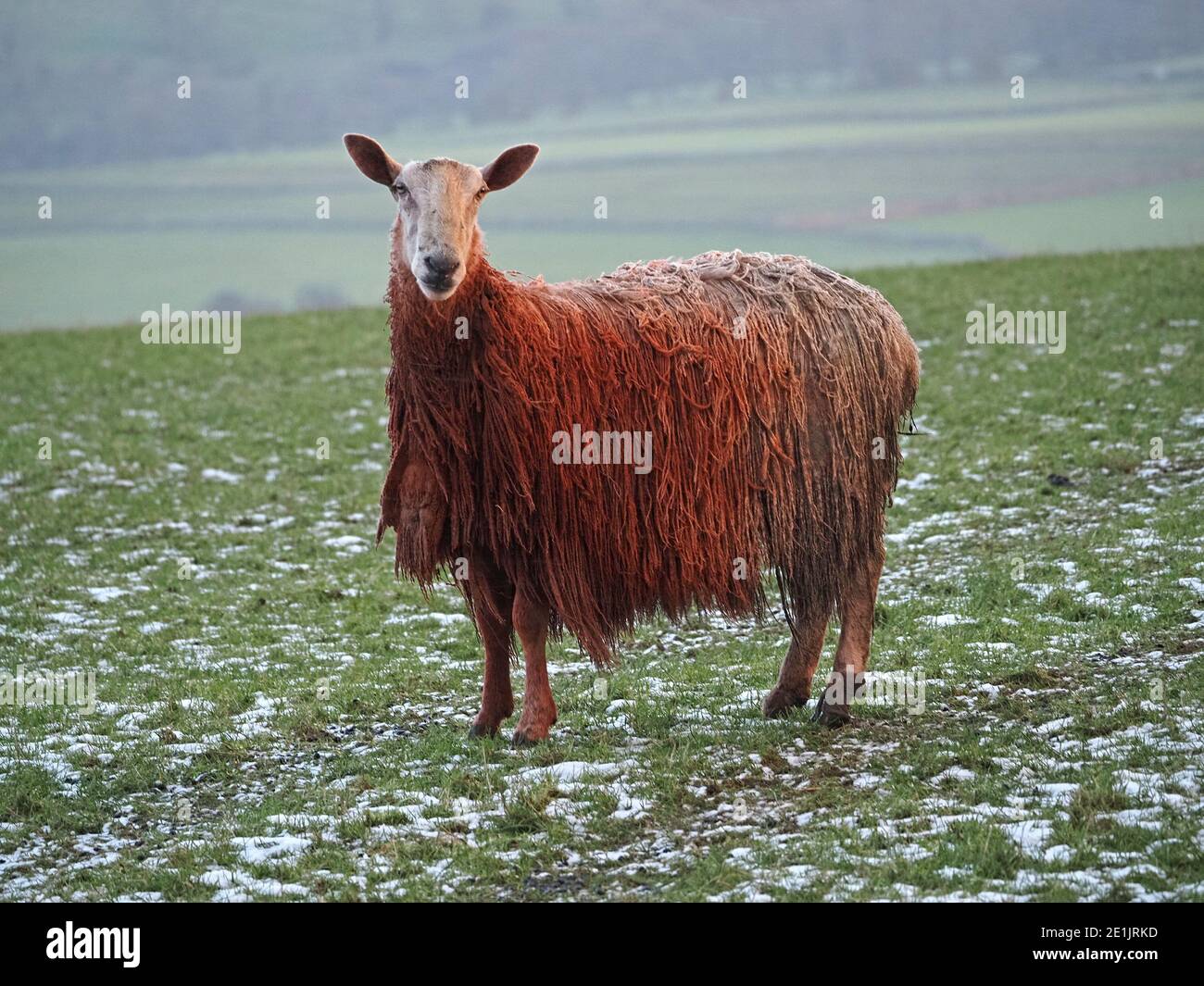 Longwool hi-res stock photography and images - Alamy