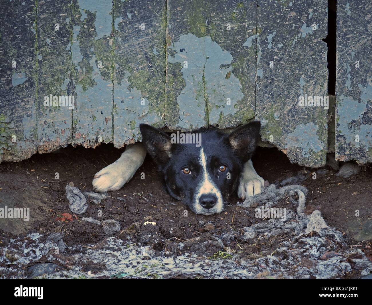 working sheepdog with plaintive brown eyes & white paws peers out from ...