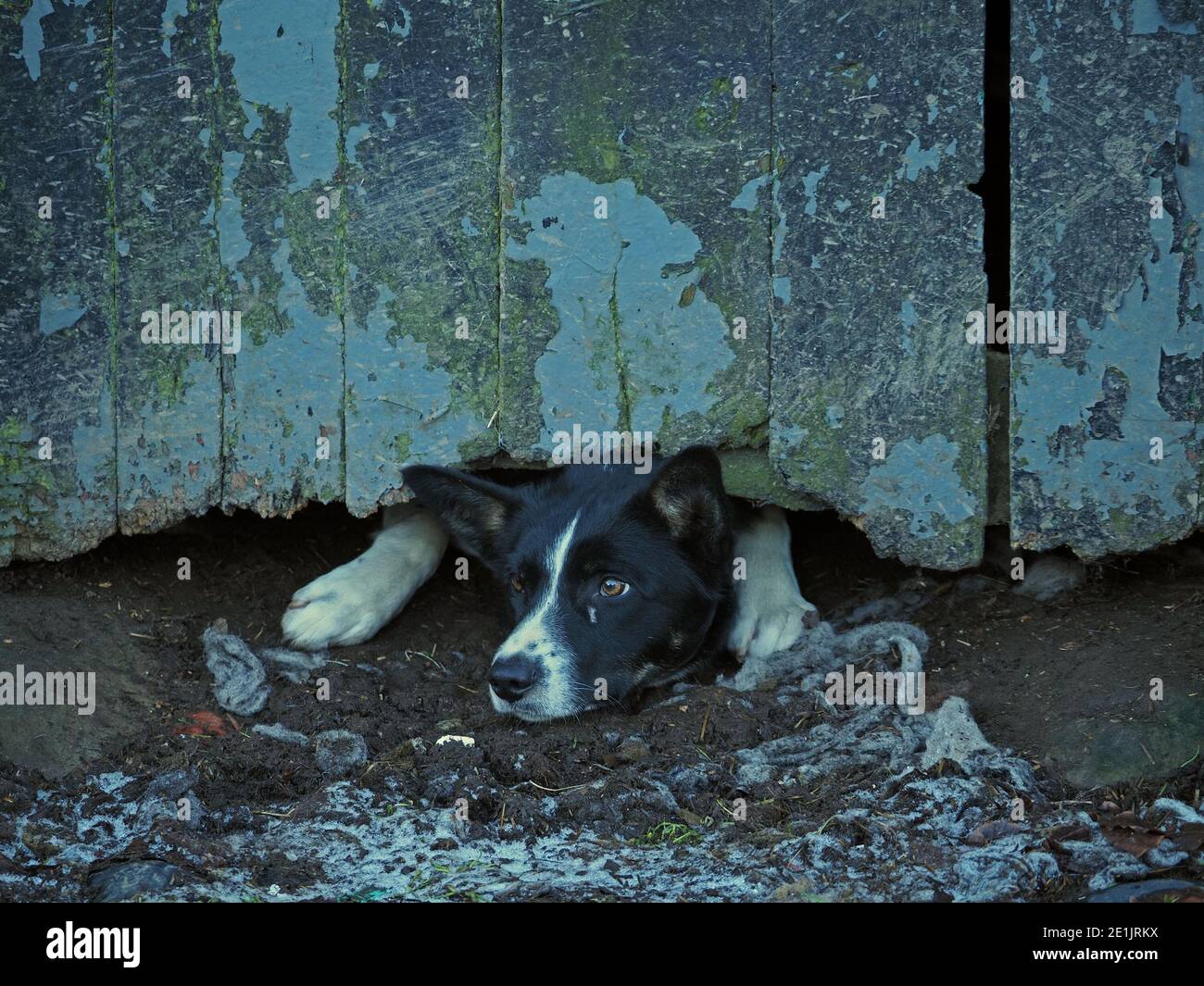 Working sheepdog hi-res stock photography and images - Alamy