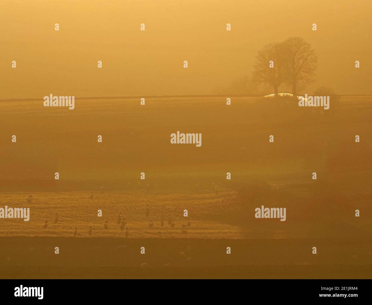 Plastic hedge hi-res stock photography and images - Alamy