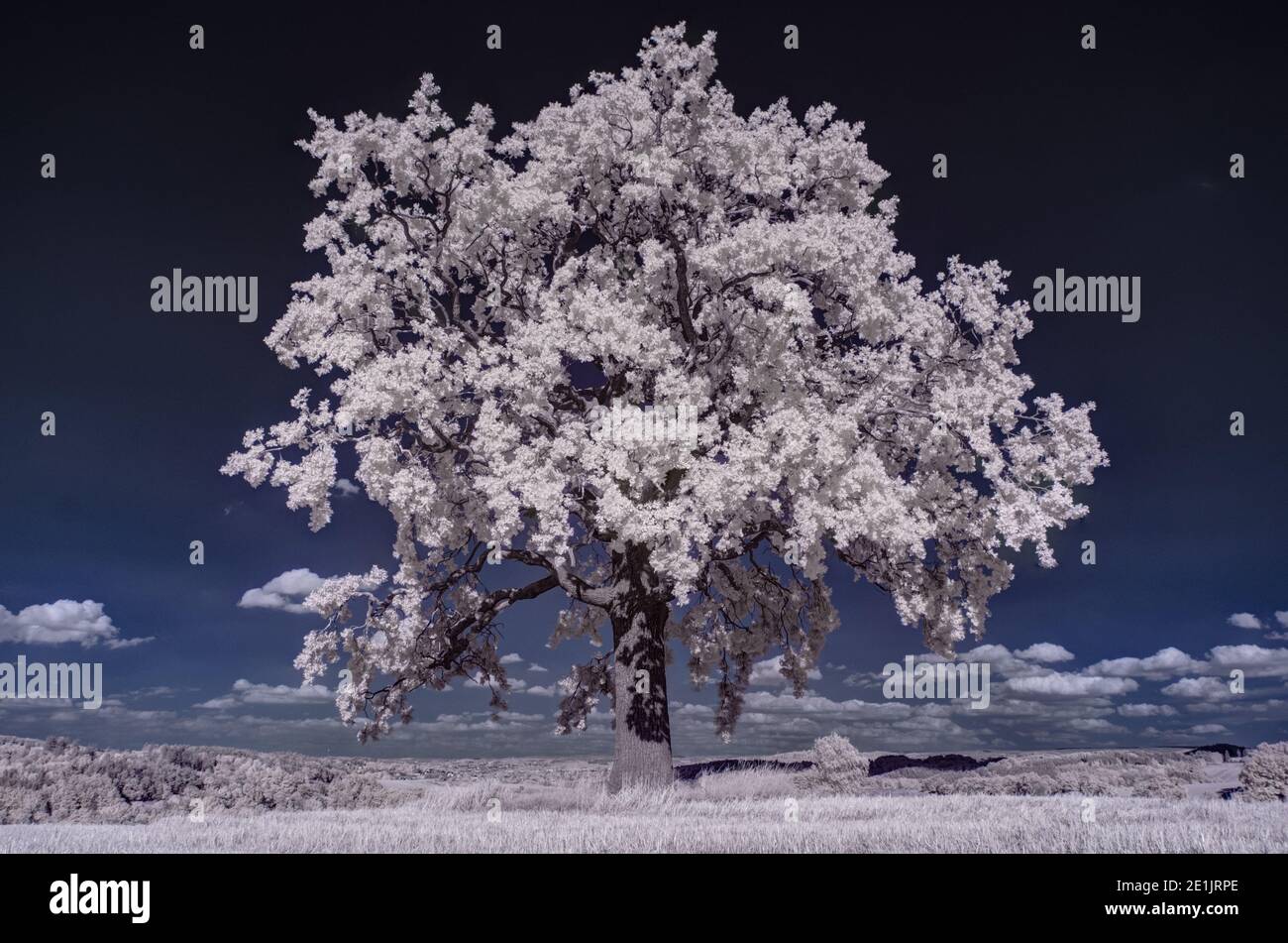infrared photography - ir photo of landscape with tree under sky with ...