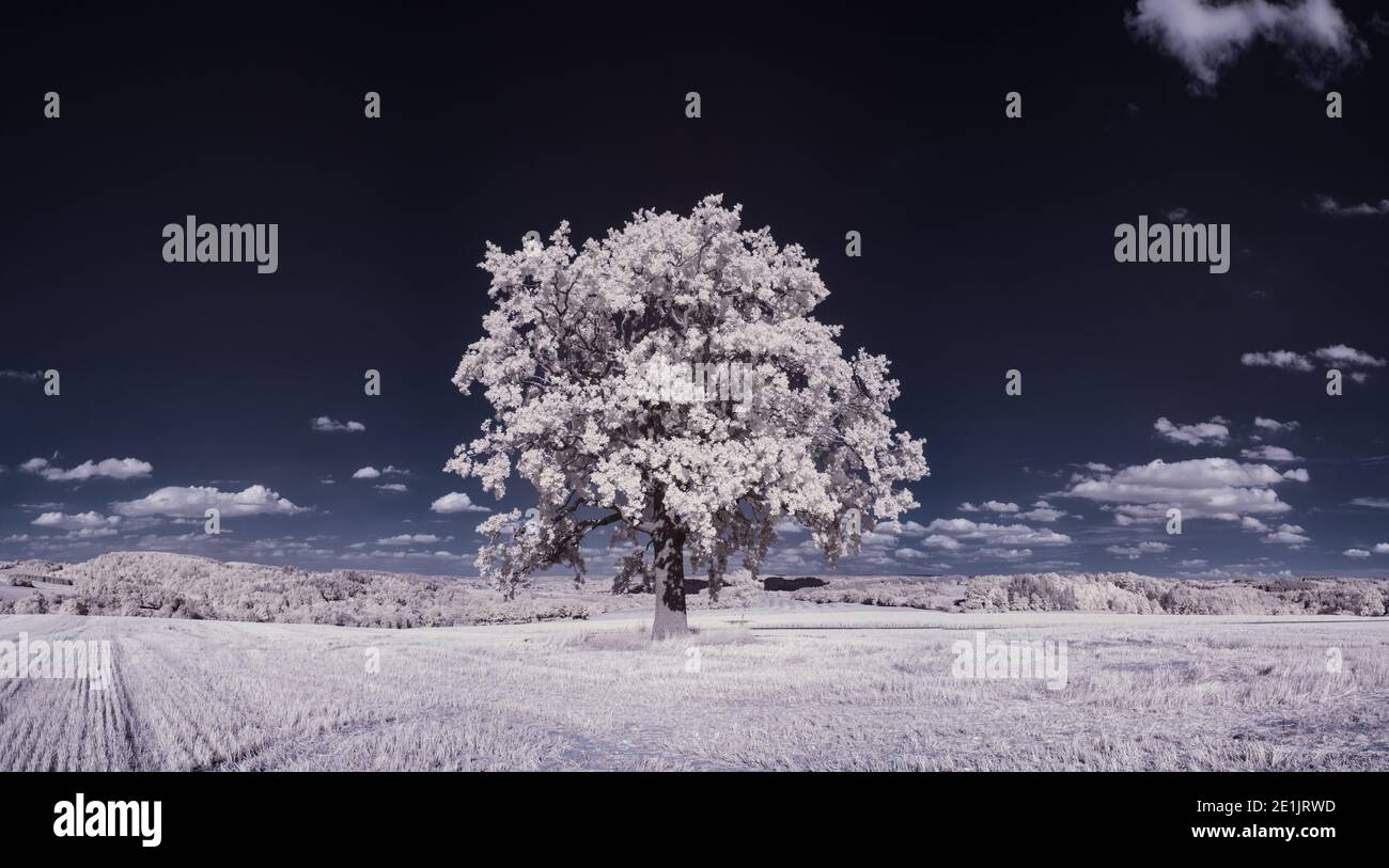 infrared photography - ir photo of landscape with tree under sky with ...