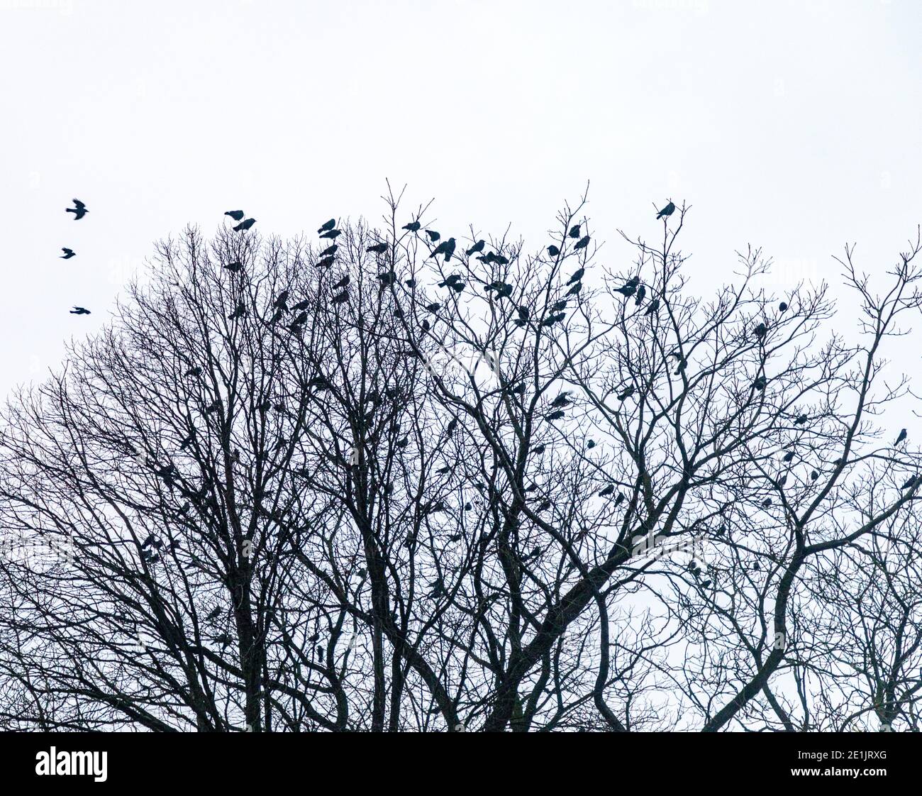 Birds roosting in bare winter trees in Bourton-on-the-Water in The ...