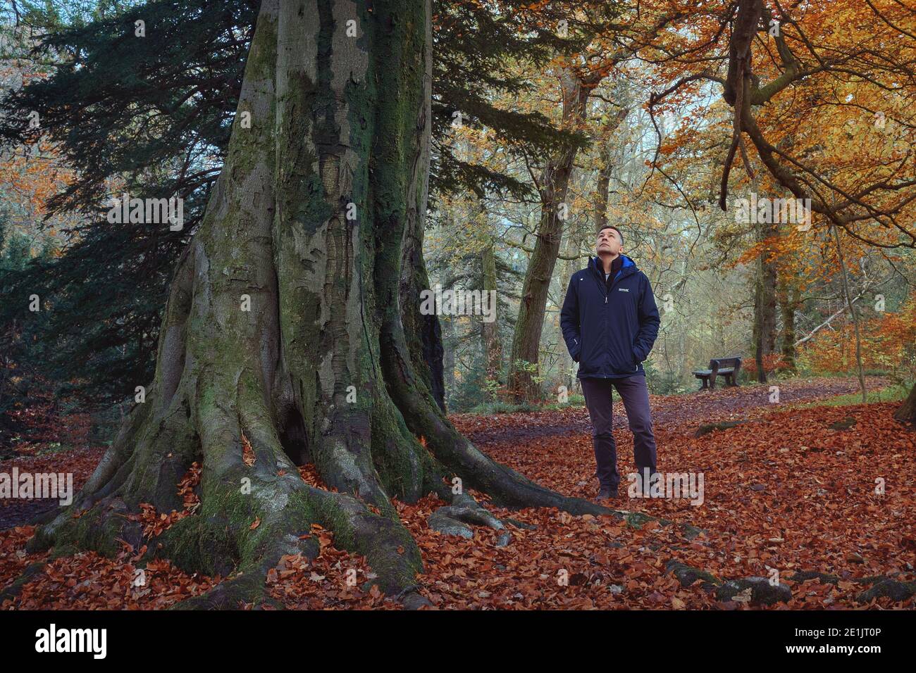 Person standing next to tree hi-res stock photography and images - Alamy