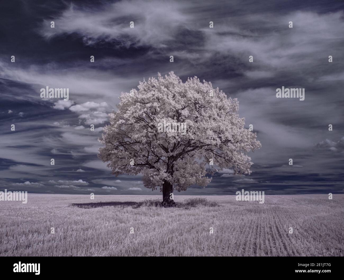 infrared photography - ir photo of landscape with tree under sky with ...