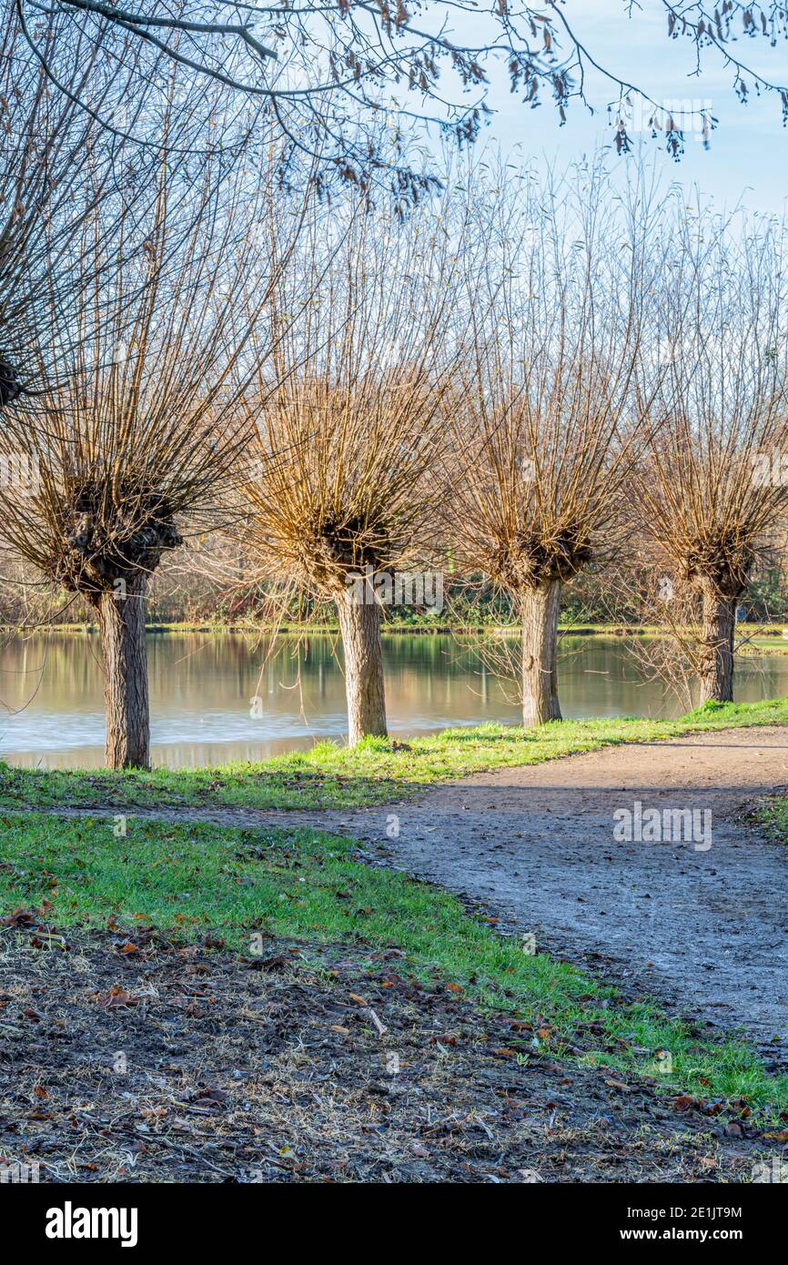Bare trees in line between a pond with reflection in the water surface ...