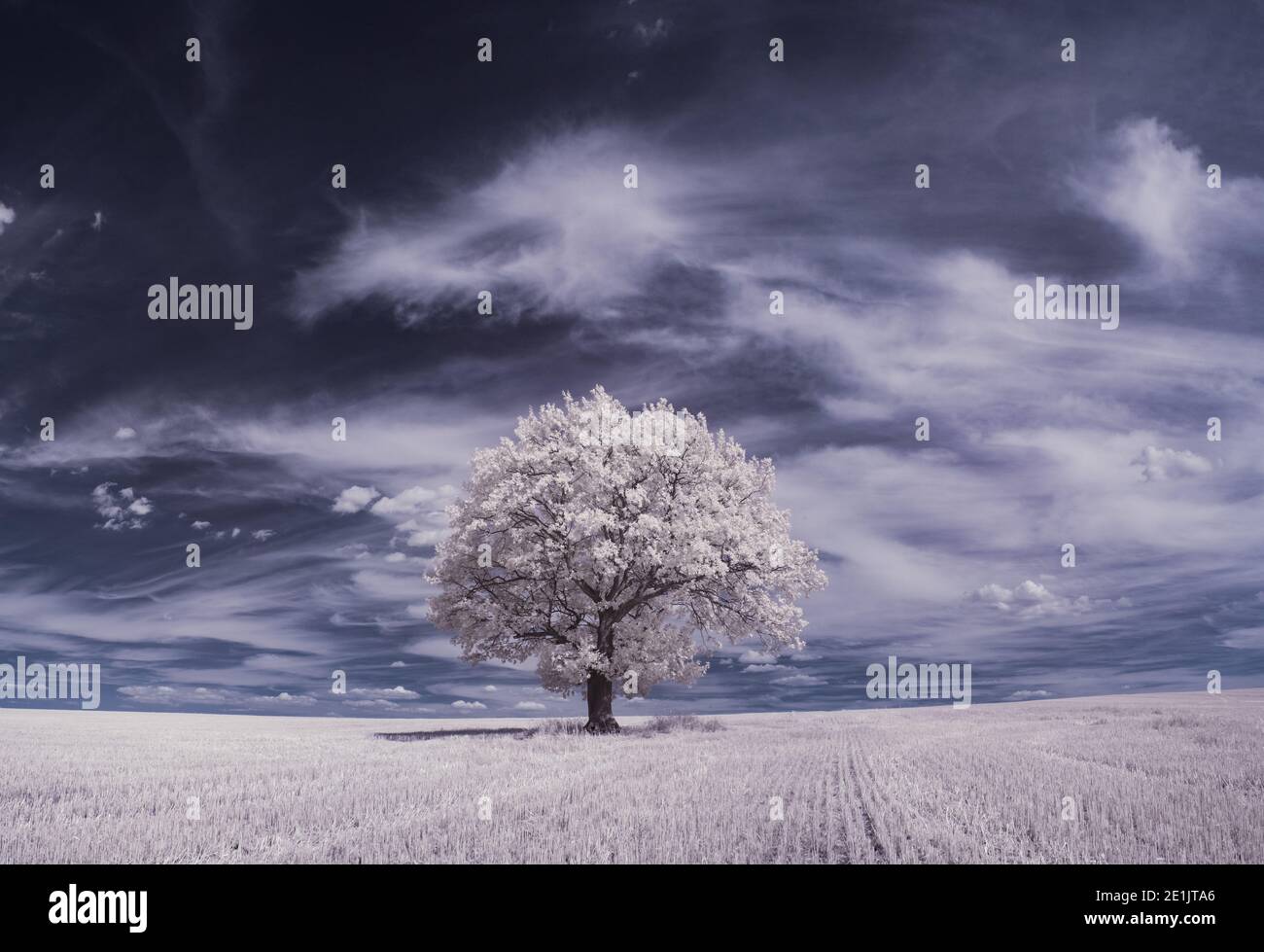 infrared photography - ir photo of landscape with tree under sky with ...