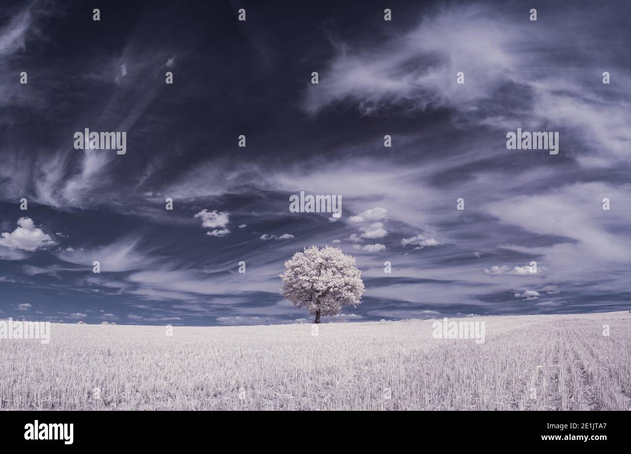 infrared photography - ir photo of landscape with tree under sky with ...