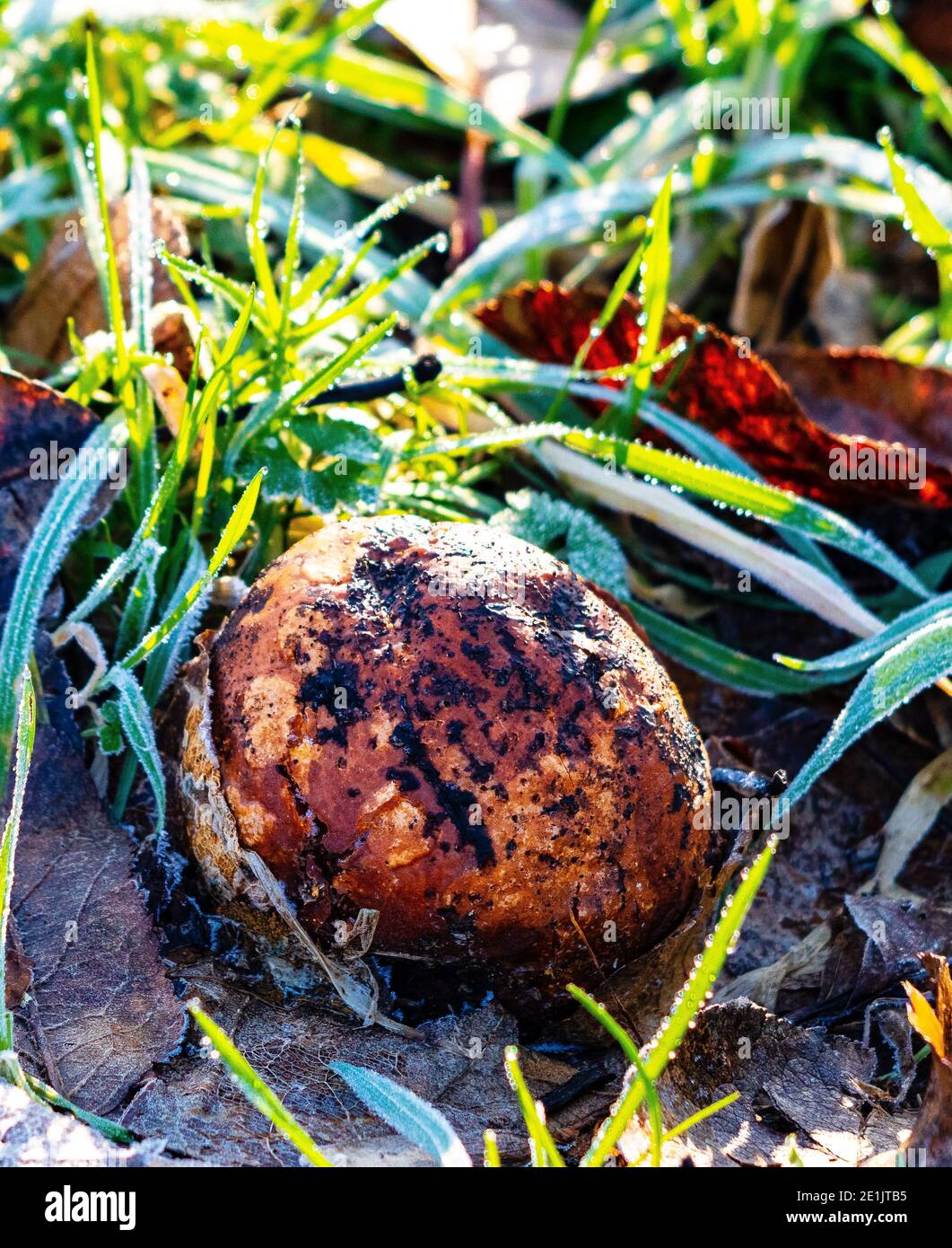 Apple fungi hi-res stock photography and images - Alamy