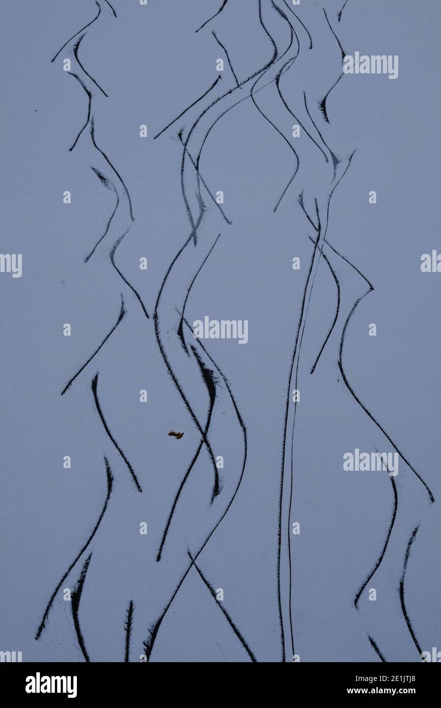 Ice skating marks on the fresh snow on the Rideau Canal make ...