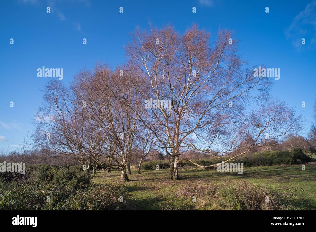 Sutton Park in Sutton Coldfield near Birmingham is 2000 acres of ...