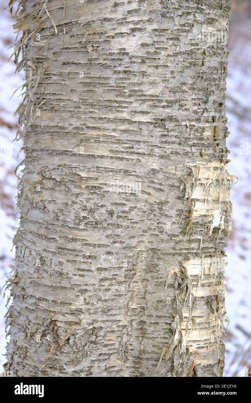 Betula papyrifera paper birch hi-res stock photography and images - Alamy