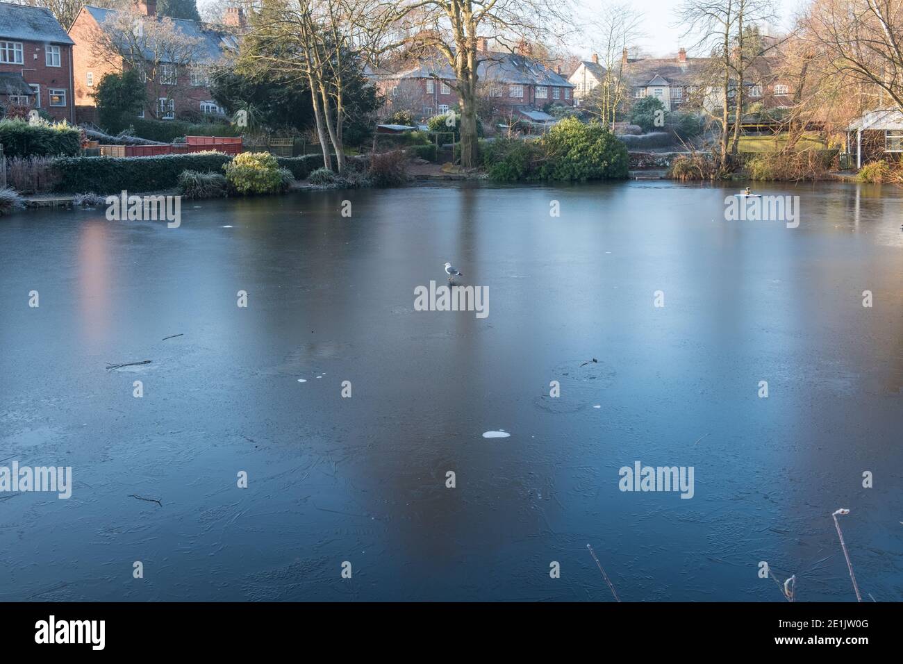 Frozen over Moor Pool in Harborne, Birmingham, UK Stock Photo - Alamy