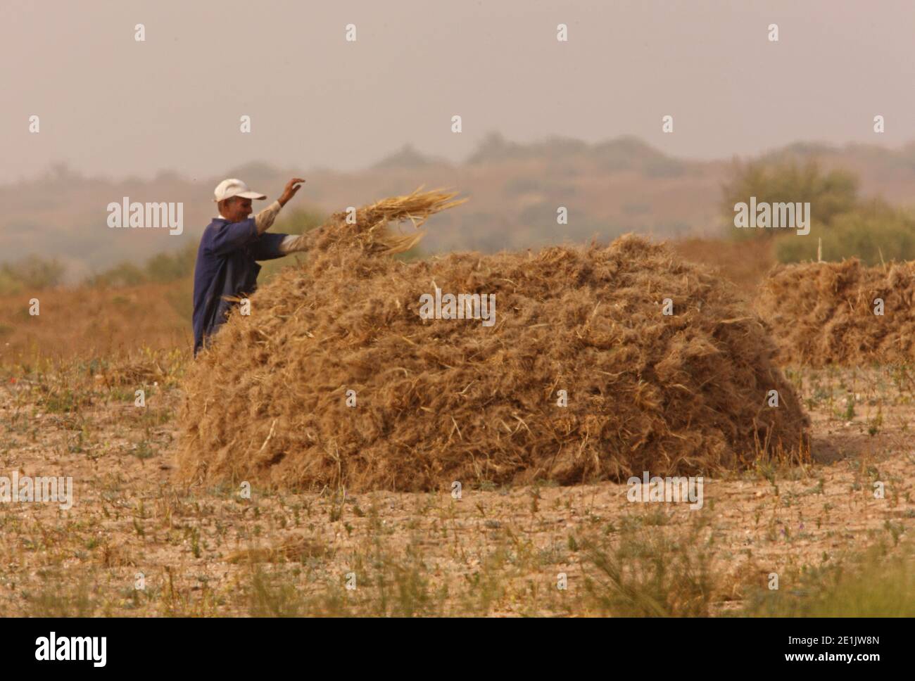 Barley farming africa hi-res stock photography and images - Alamy