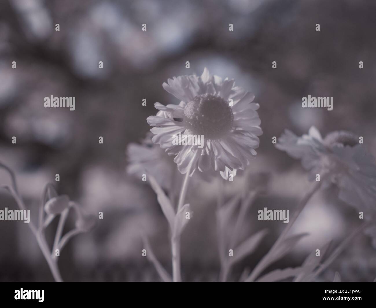 infrared photography - ir photo of landscape with tree under sky with ...