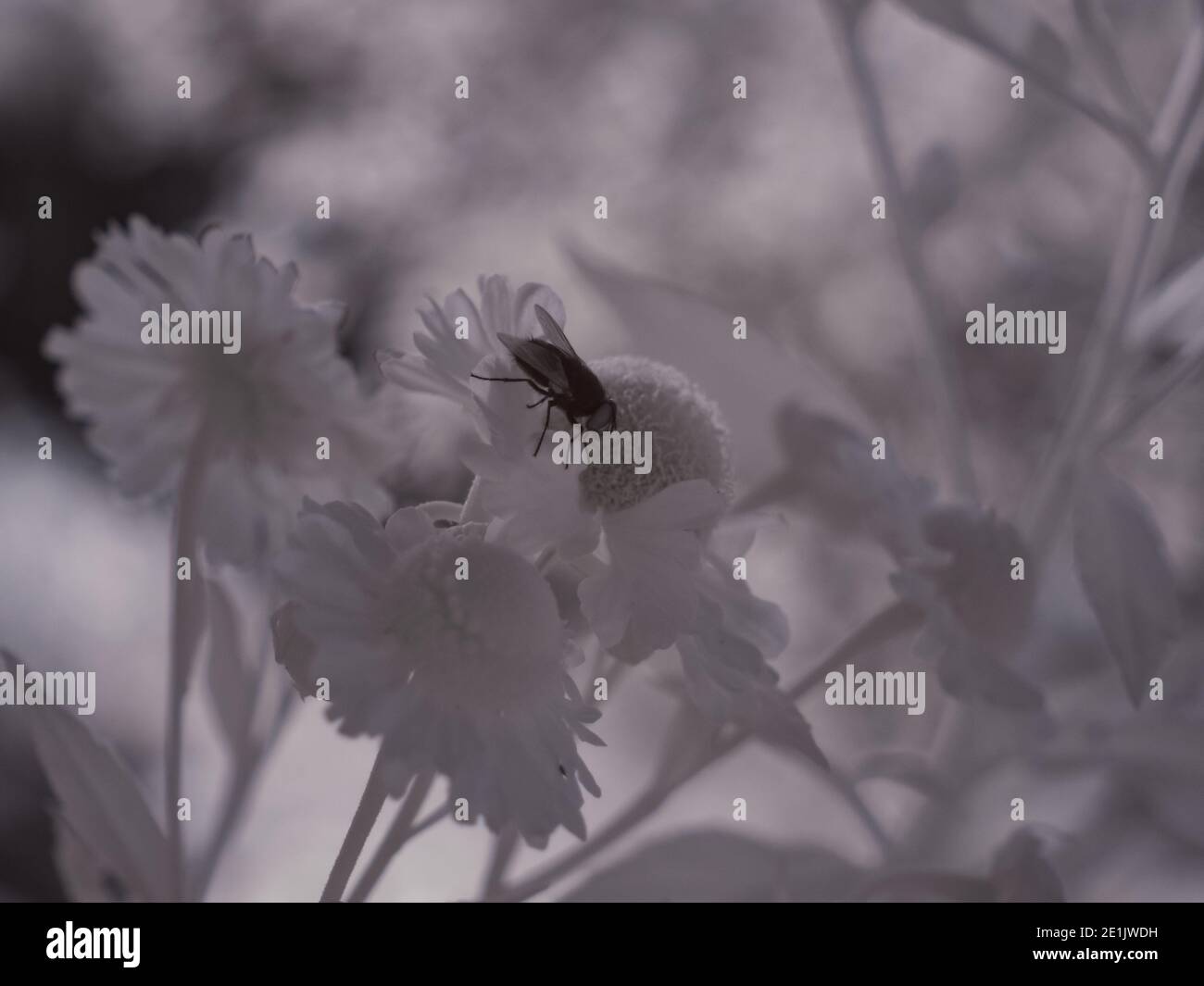 infrared photography - ir photo of landscape with tree under sky with ...