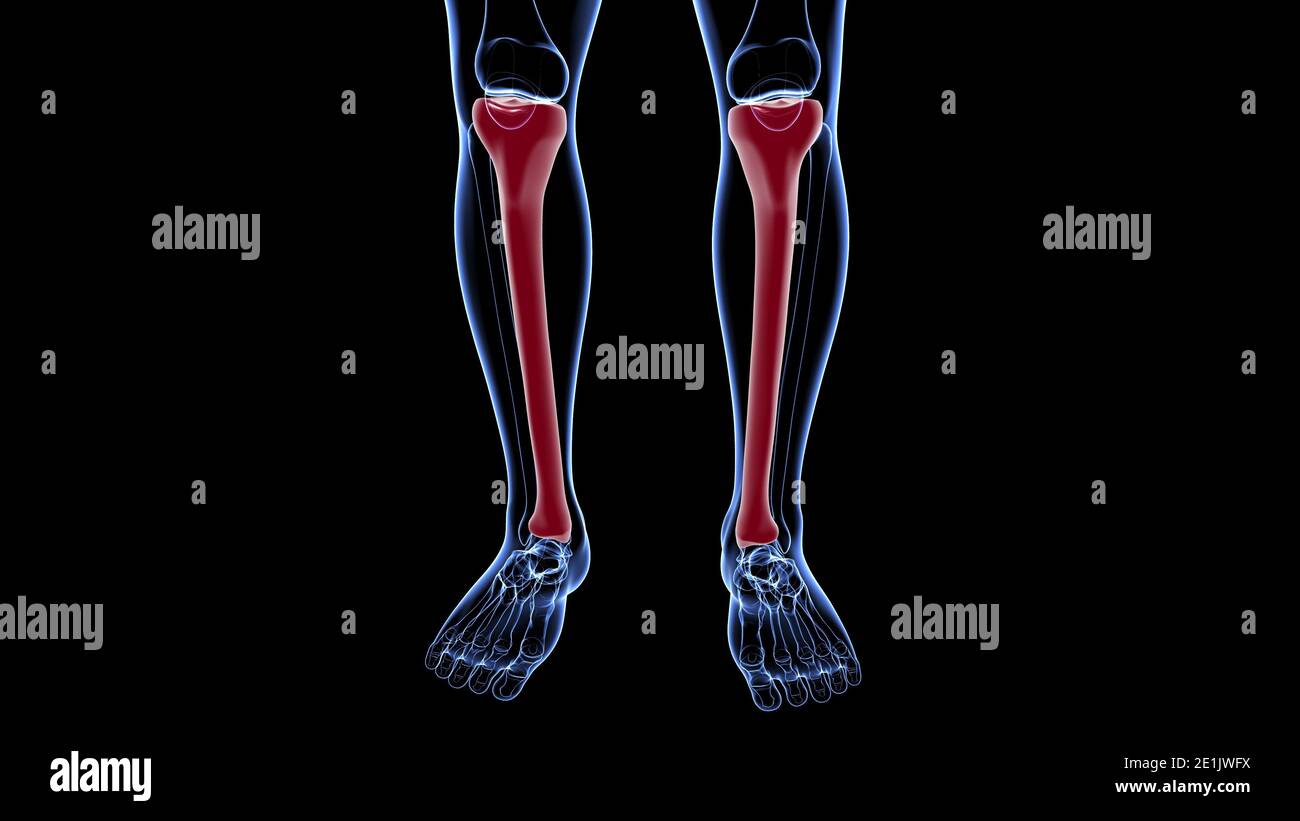 Human skeleton anatomy Tibia Bone 3D Rendering For Medical Concept ...