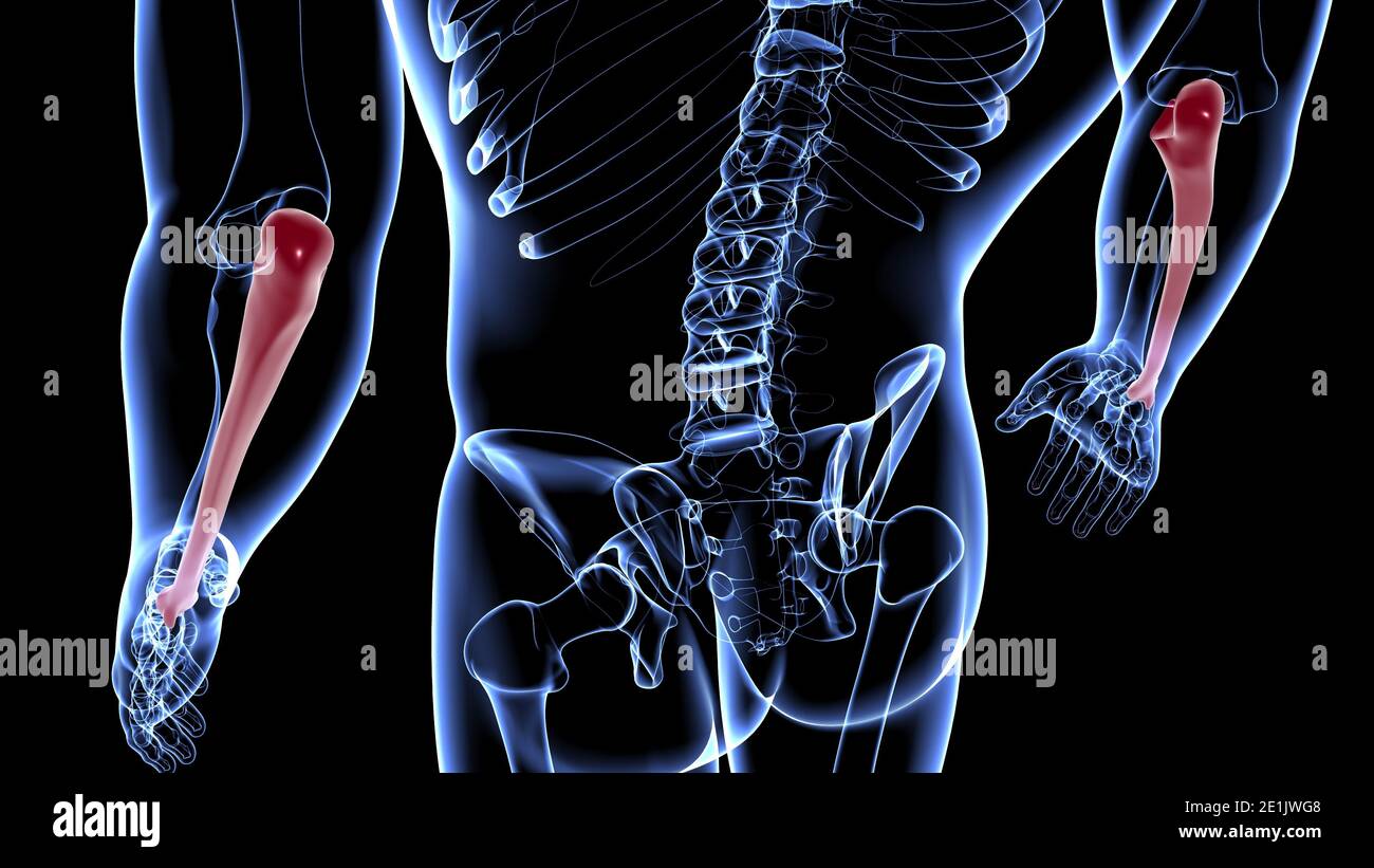 Human skeleton anatomy Ulna Bone 3D Rendering For Medical Concept Stock ...