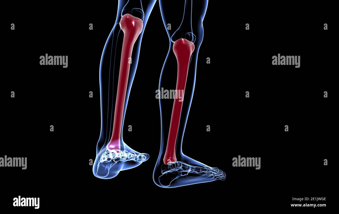 Human skeleton anatomy Tibia Bone 3D Rendering For Medical Concept ...