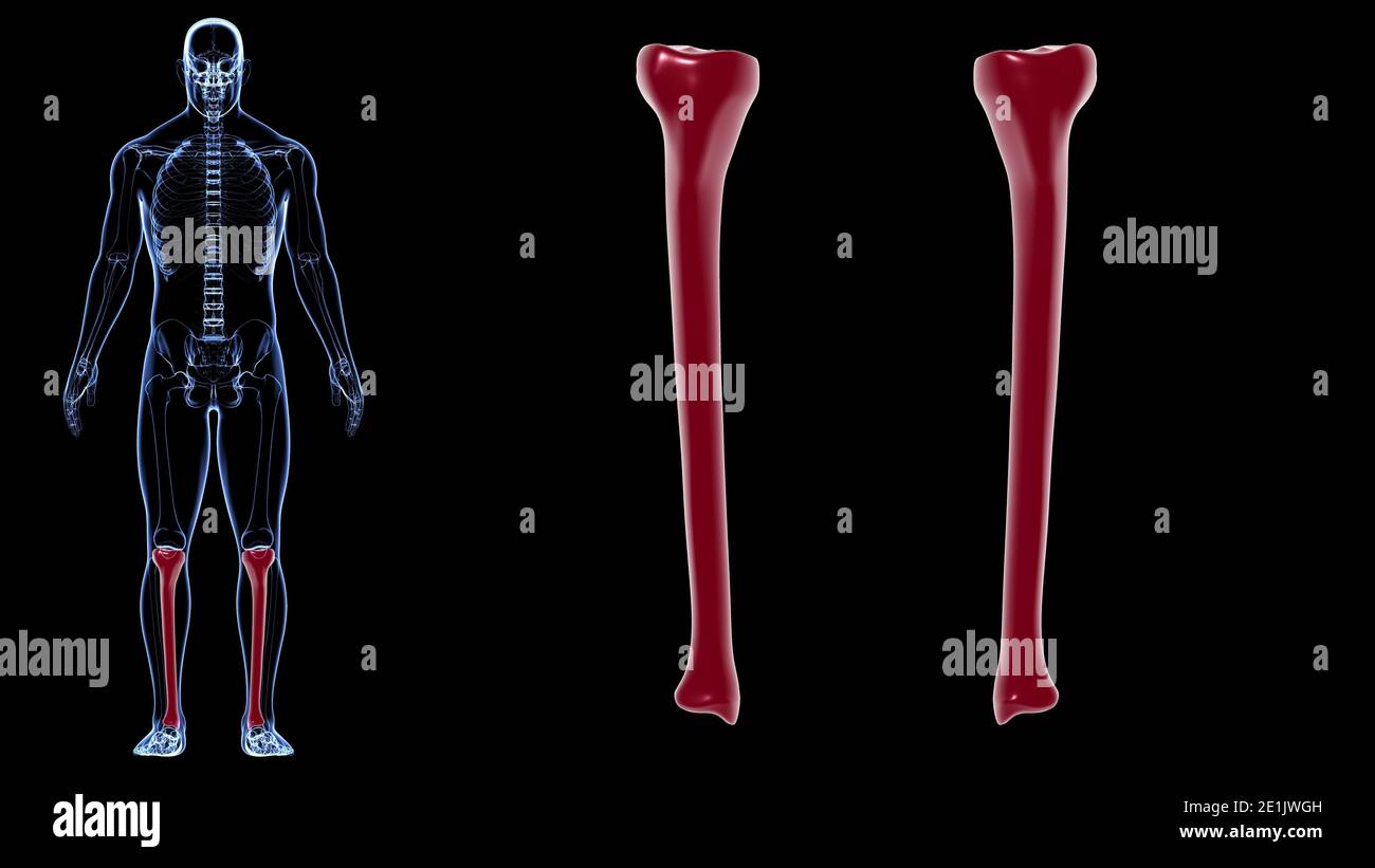 Human skeleton anatomy Tibia Bone 3D Rendering For Medical Concept ...