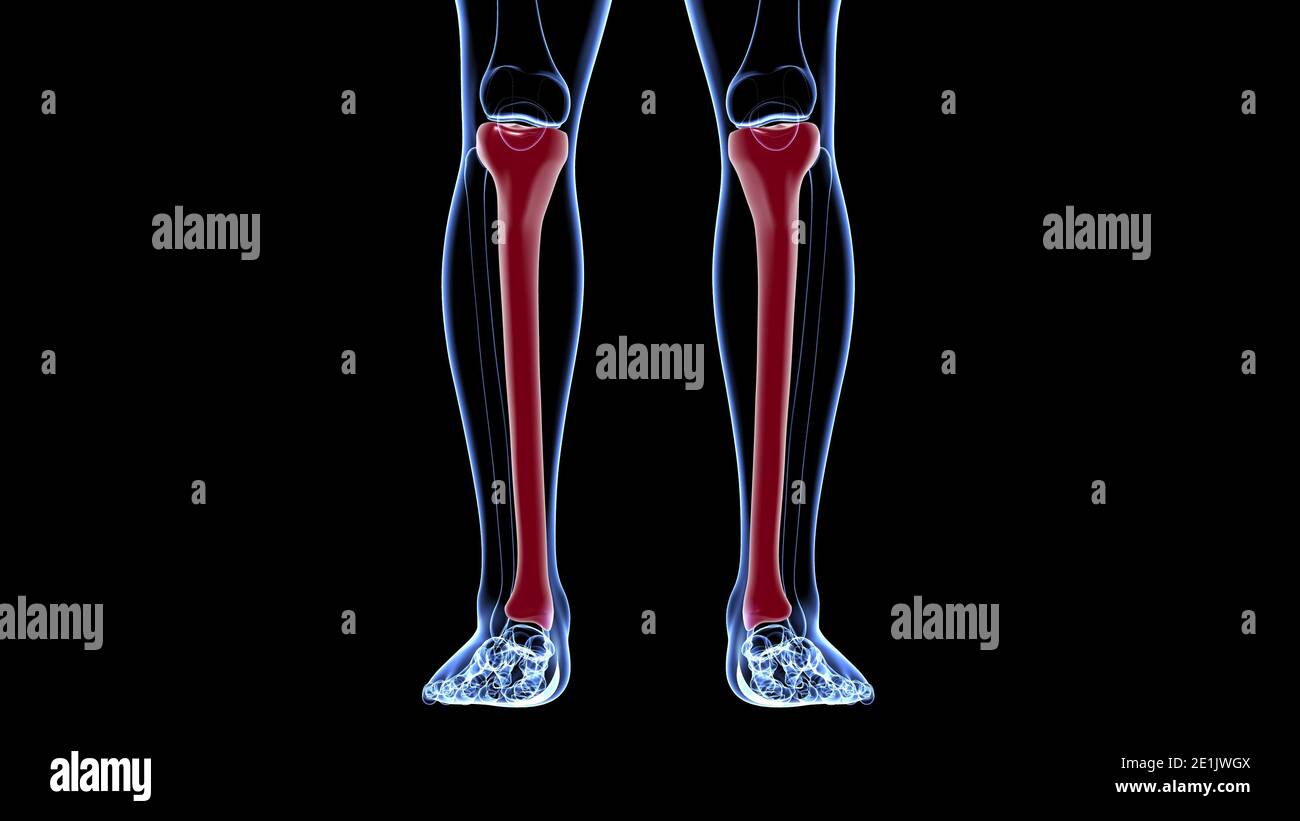 Human skeleton anatomy Tibia Bone 3D Rendering For Medical Concept ...