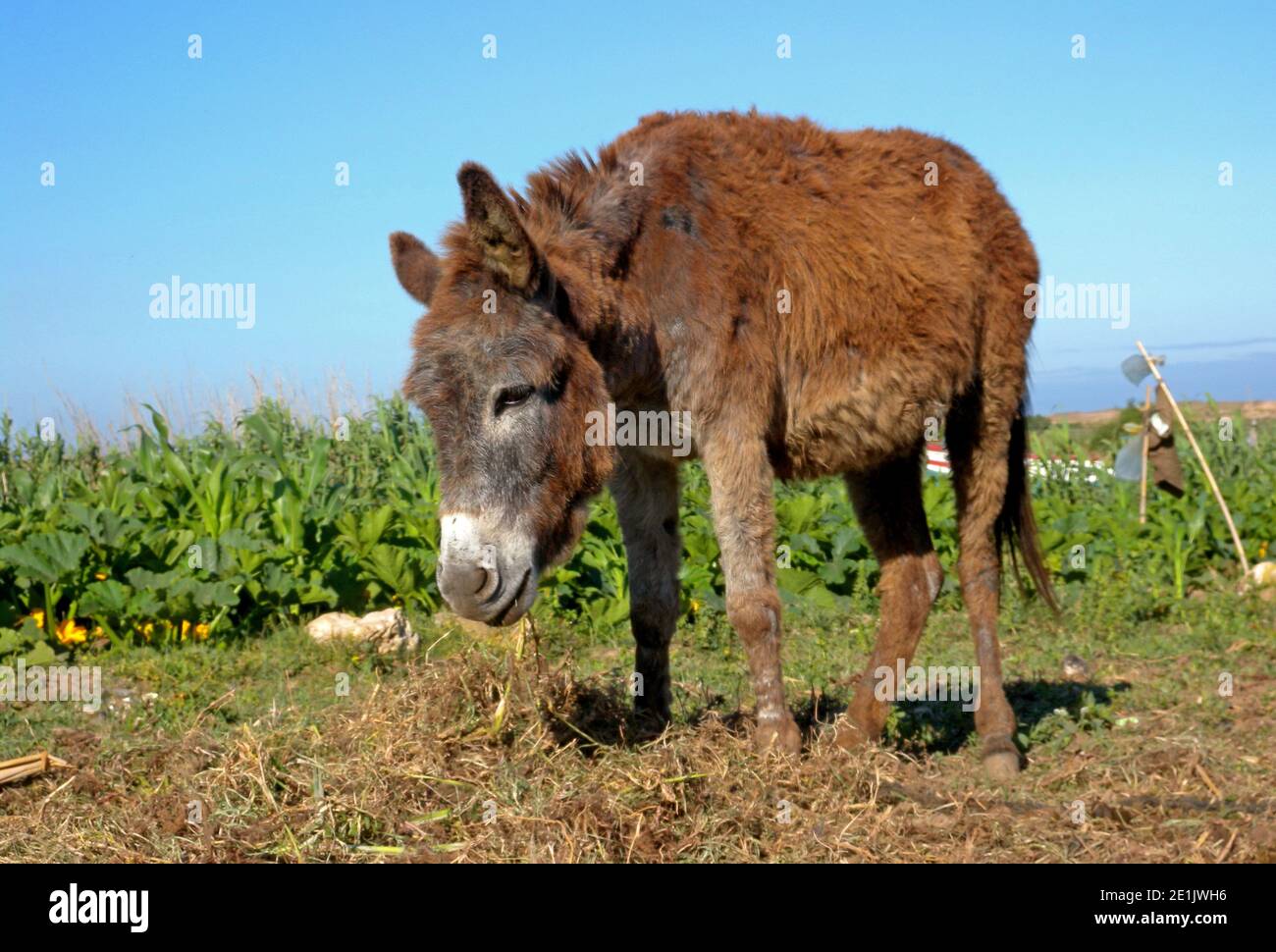 donkey eating hay Morocco May Stock Photo - Alamy