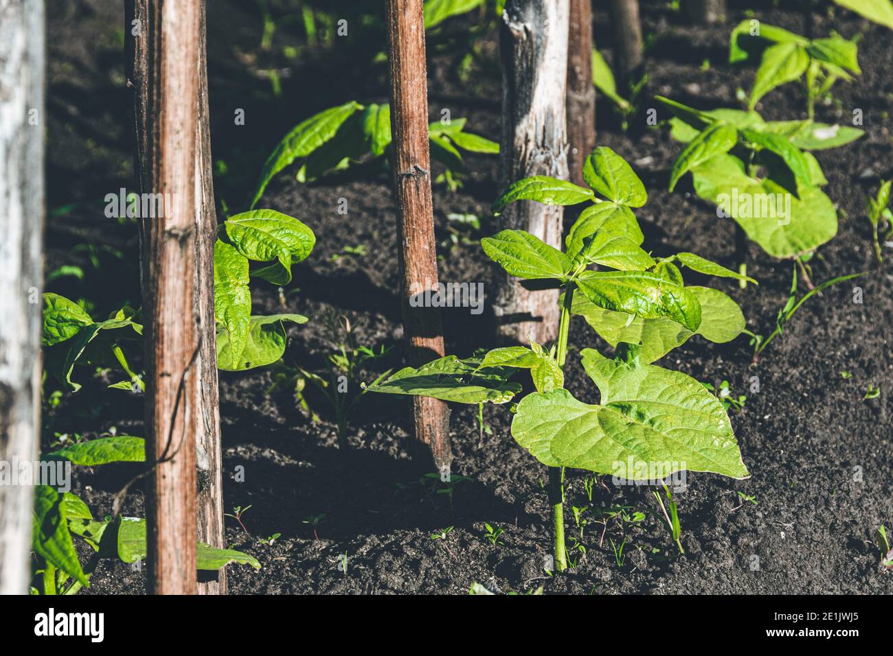 Kidney bean sprout hi-res stock photography and images - Alamy