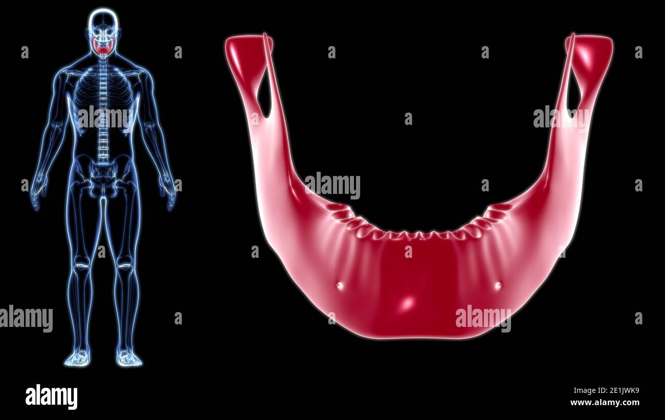 Human Skeleton Skull Mandible Bone Anatomy For Medical Concept 3D ...