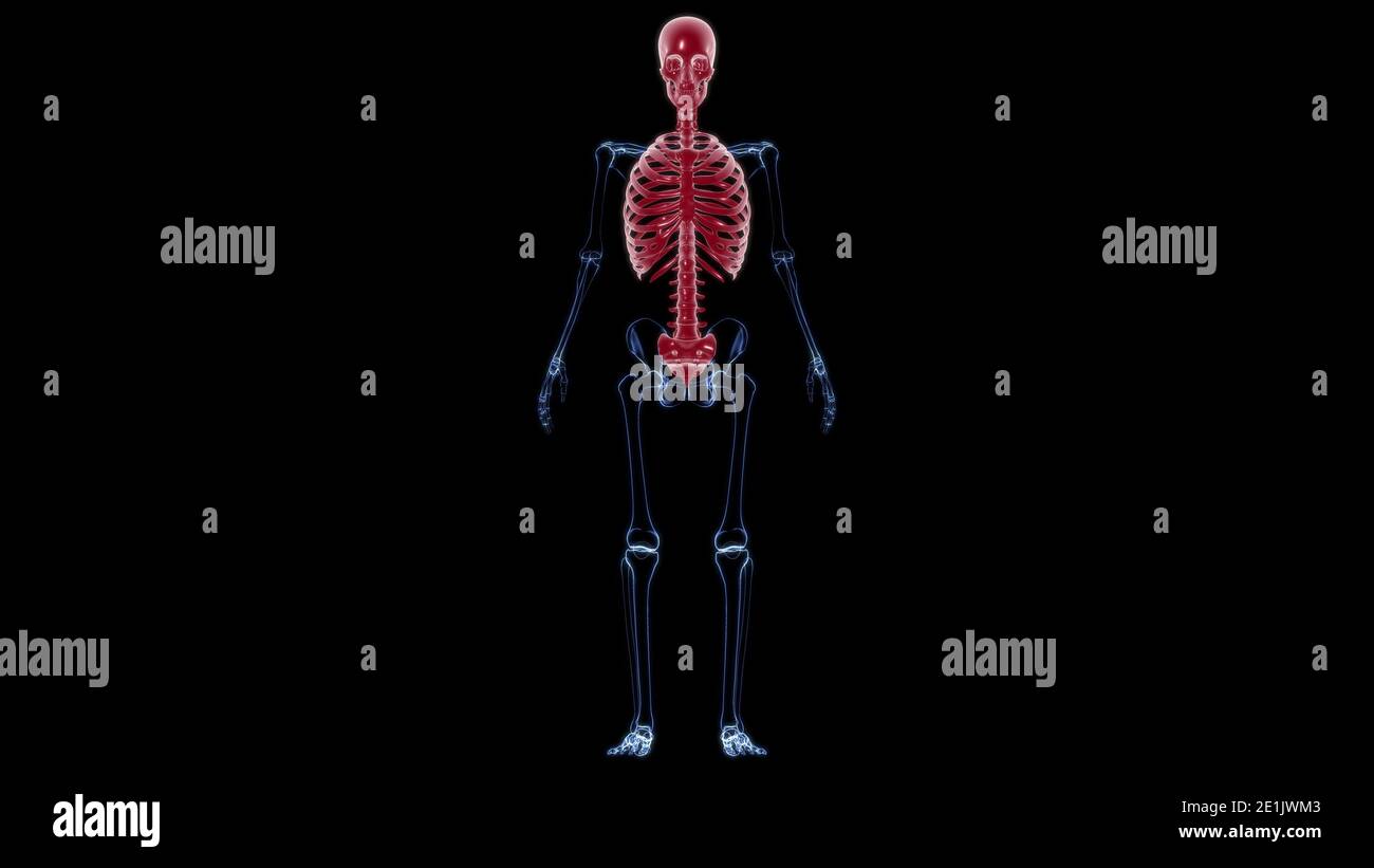 Human Skeleton Axial Skeleton Anatomy 3D Illustration Stock Photo - Alamy