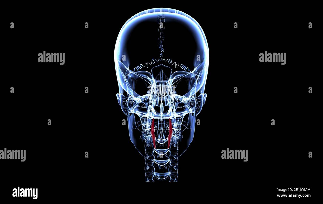 Human Teeth Canine Anatomy 3D Illustration For Medical Concept Stock ...