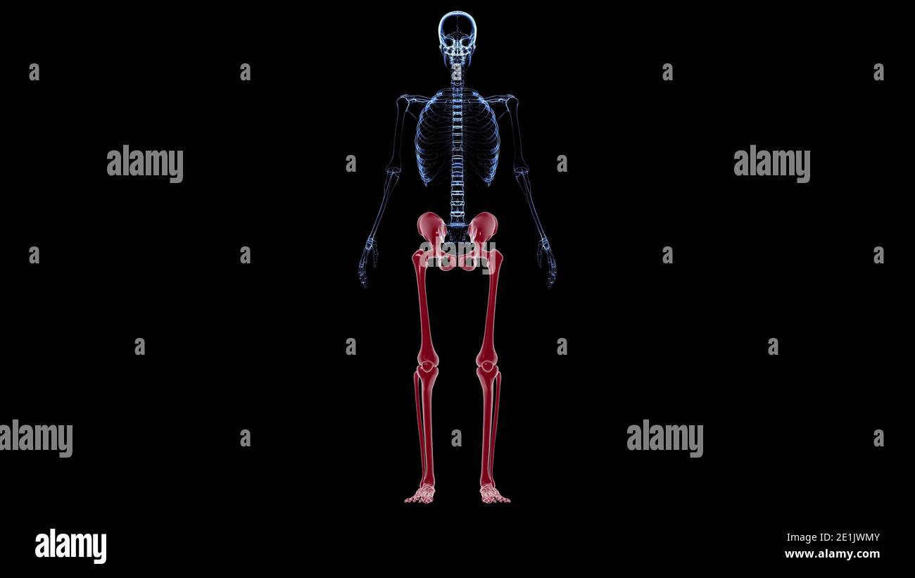 Human Skeleton Lower Limbs Anatomy 3D Illustration Stock Photo - Alamy