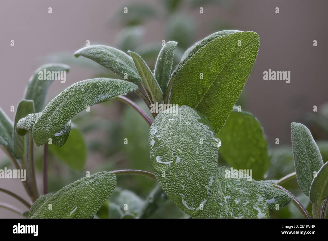 Sage bush hi-res stock photography and images - Alamy