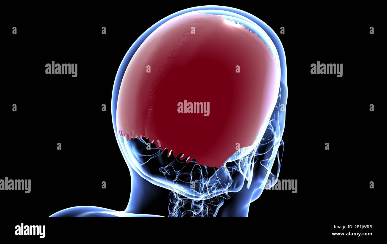 Parietal bone hi-res stock photography and images - Alamy