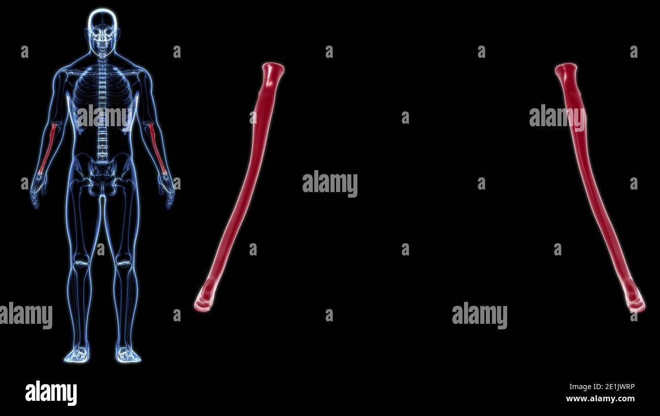 Human skeleton anatomy Radius Bone 3D Rendering For Medical Concept ...