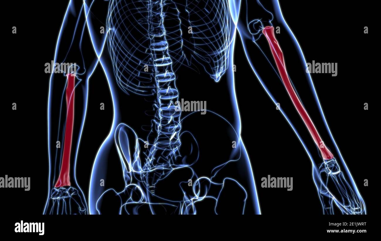 Human skeleton anatomy Radius Bone 3D Rendering For Medical Concept ...