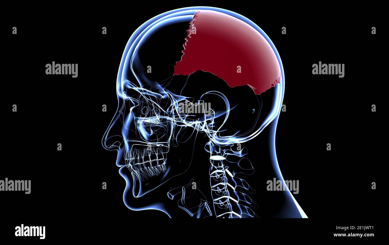 Human Skeleton Skull Parietal Bone Anatomy For Medical Concept 3D ...