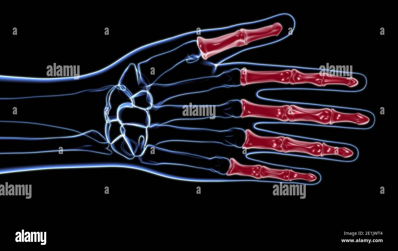 Human Skeleton Hand Phalanges Bone Anatomy For Medical Concept 3D ...