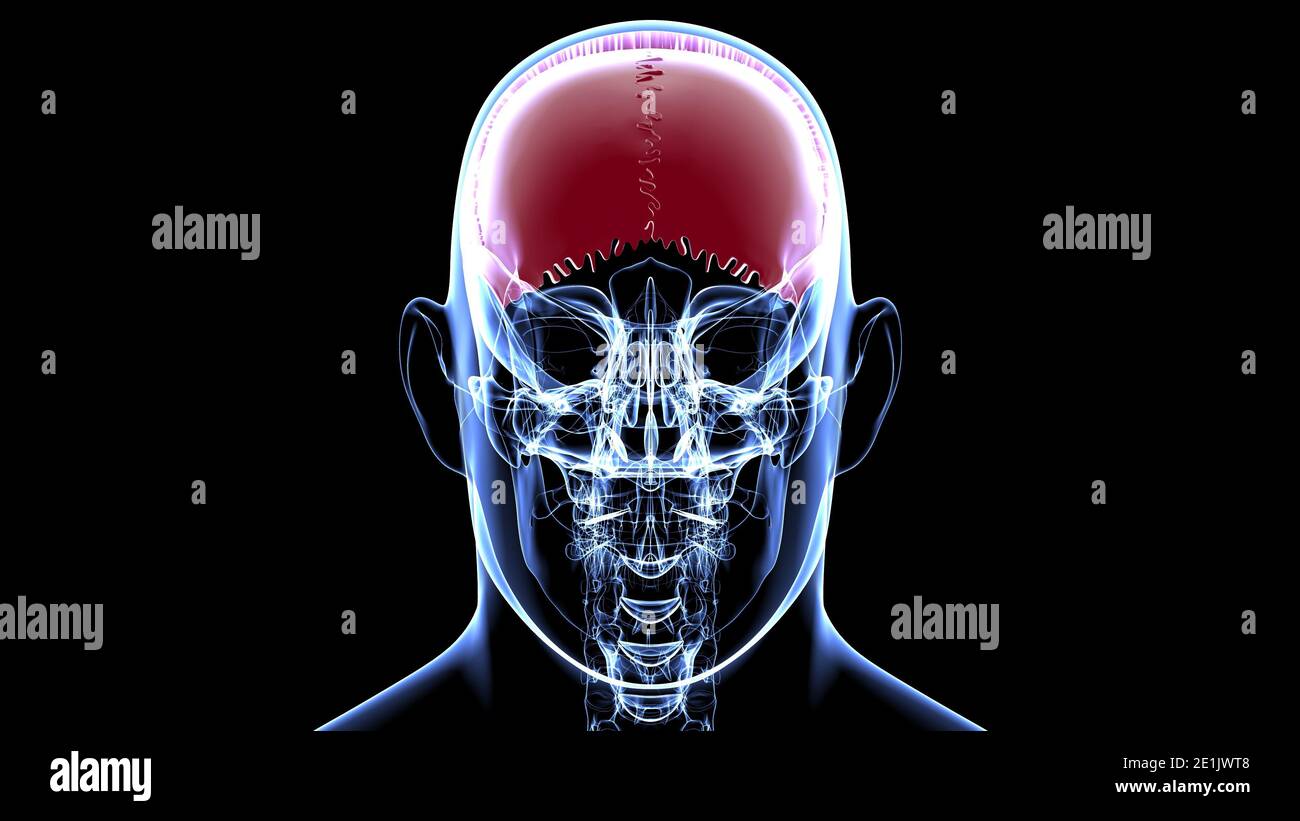 Human Skeleton Skull Parietal Bone Anatomy For Medical Concept 3D ...