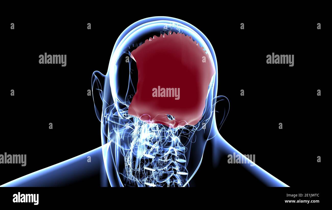 Human Skeleton Skull Occipital Bone Anatomy For Medical Concept 3D ...