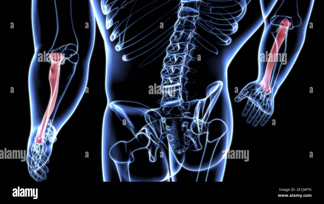 Human skeleton anatomy Radius Bone 3D Rendering For Medical Concept ...