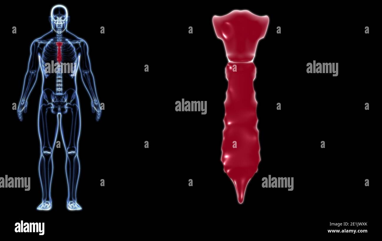 Human Skeleton Sternum Bone Anatomy For Medical Concept 3D Illustration ...