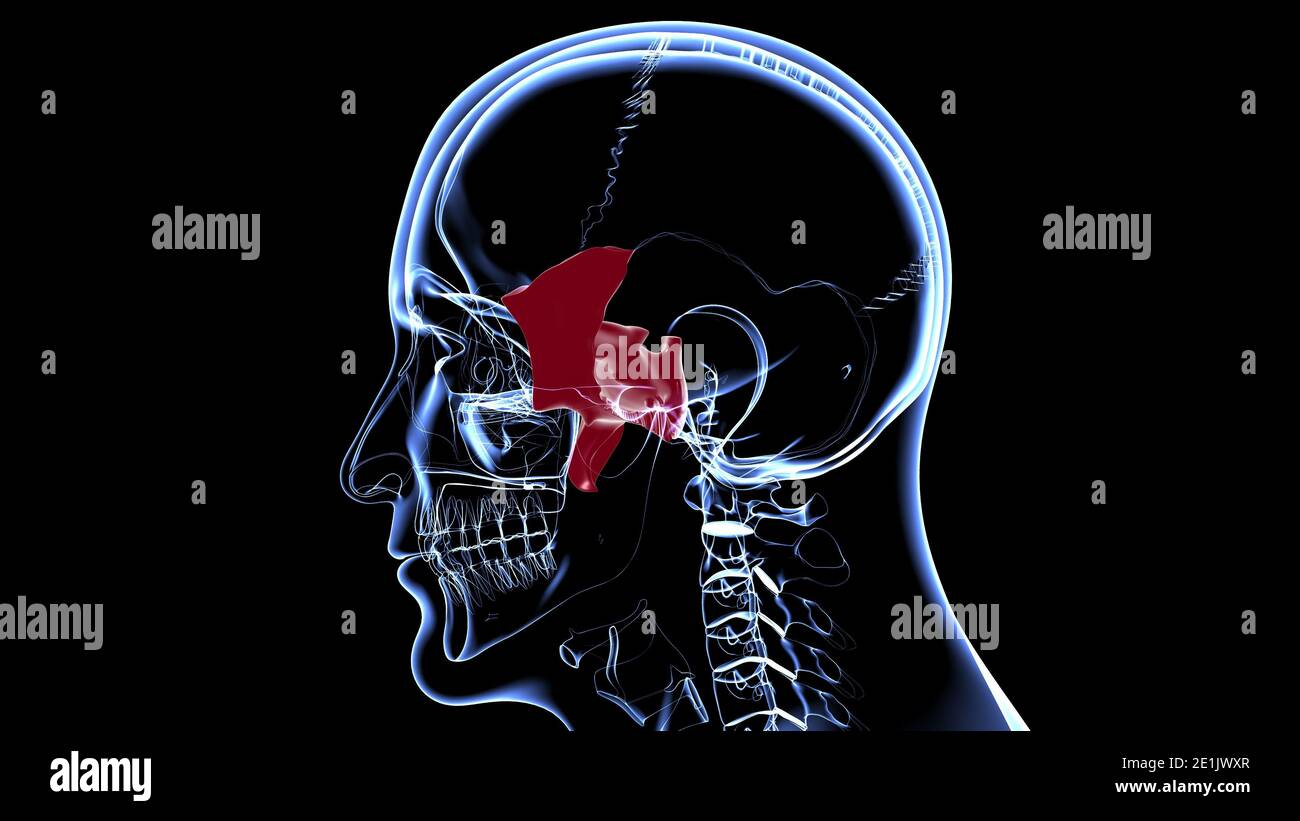 Human Skeleton Skull Sphenoid Bone Anatomy For Medical Concept 3D ...