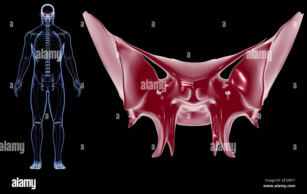 Human Skeleton Skull Sphenoid Bone Anatomy For Medical Concept 3D ...