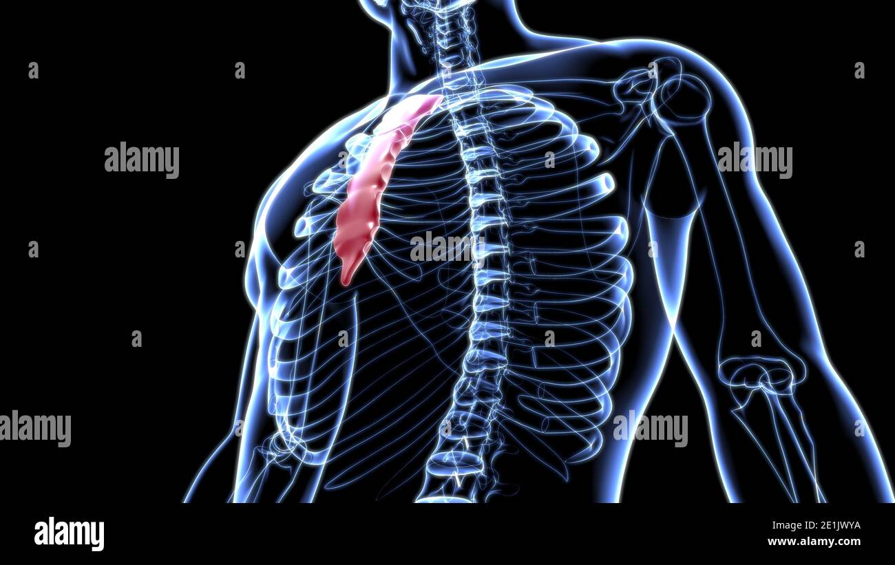 Human Skeleton Sternum Bone Anatomy For Medical Concept 3D Illustration ...