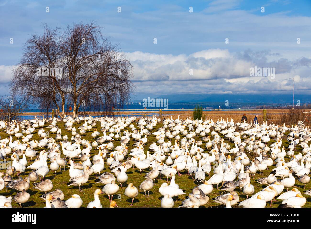 Lesser canada goose hi-res stock photography and images - Alamy
