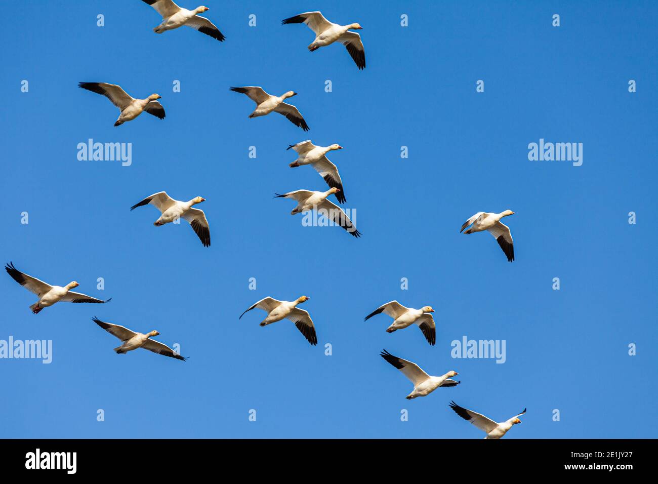 Large gathering snow geese hi-res stock photography and images - Alamy
