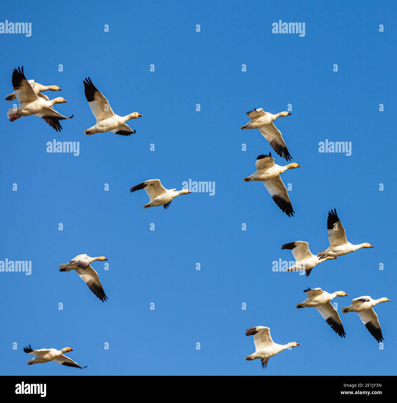 Snow Geese flying overhead Garry Park in Steveston British Columbia ...