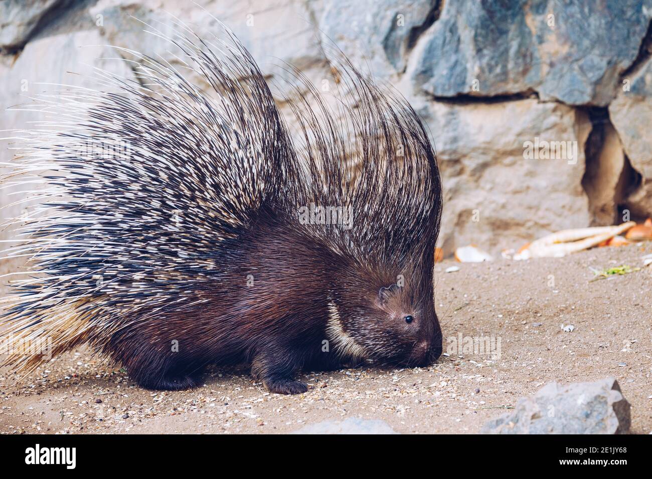 Most common large mammal in north america hi-res stock photography and ...