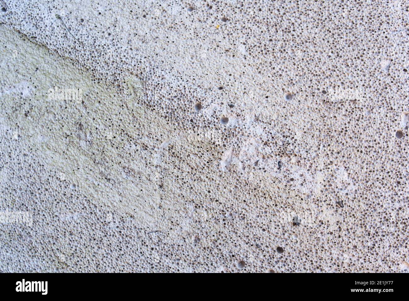 Light limestone slab shell hi-res stock photography and images - Alamy